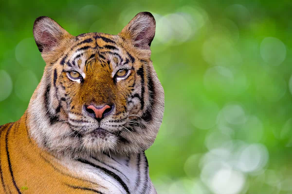 Animals in Thailand: Mammals, Reptiles & Marine Life – Royal Vacation